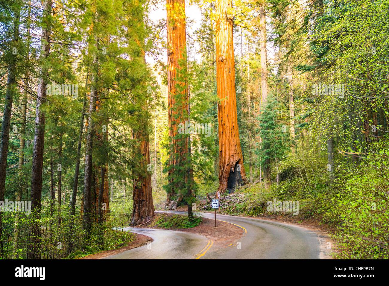 Giant sequoia trees sun hi-res stock photography and images - Alamy