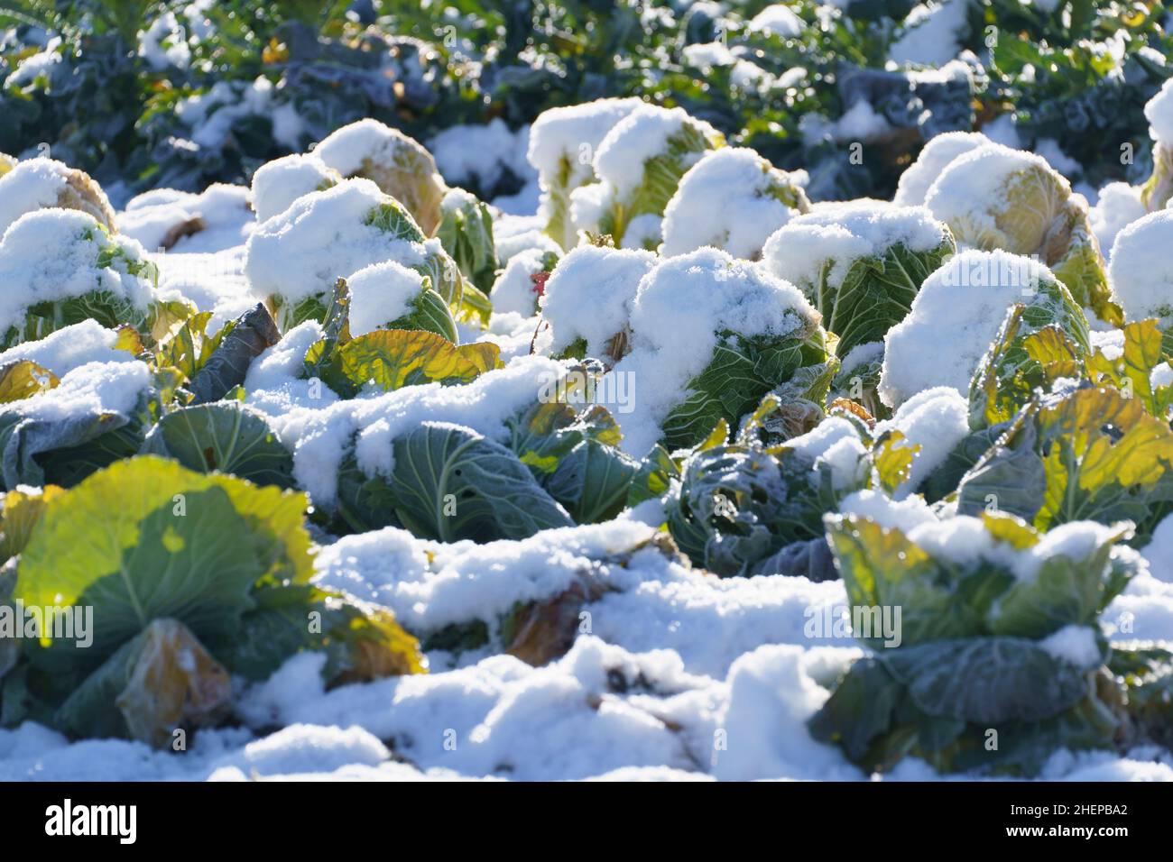 Chinese cabbage (hakusai) field covered with snow, Isehara City ...