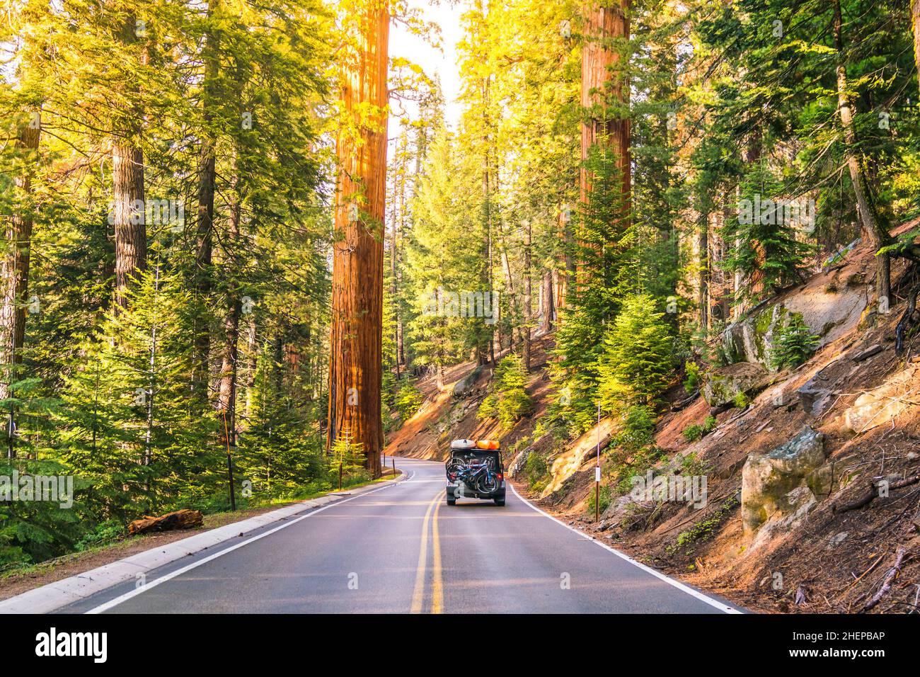 Giant sequoia trees sun hi-res stock photography and images - Alamy