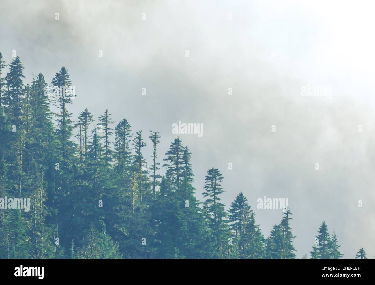 Trees and lake in misty forrest hi-res stock photography and images - Alamy