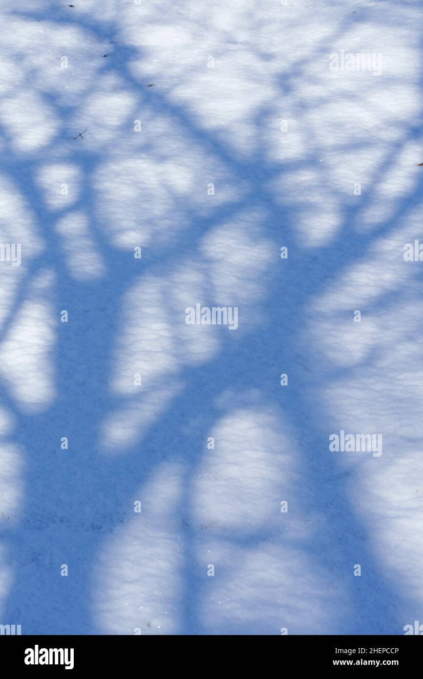 Shadow of tree on field covered with snow, Isehara City, Kanagawa ...
