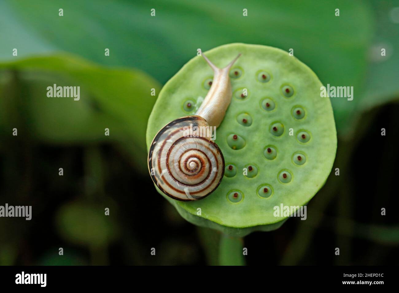 Snail bean hi-res stock photography and images - Alamy