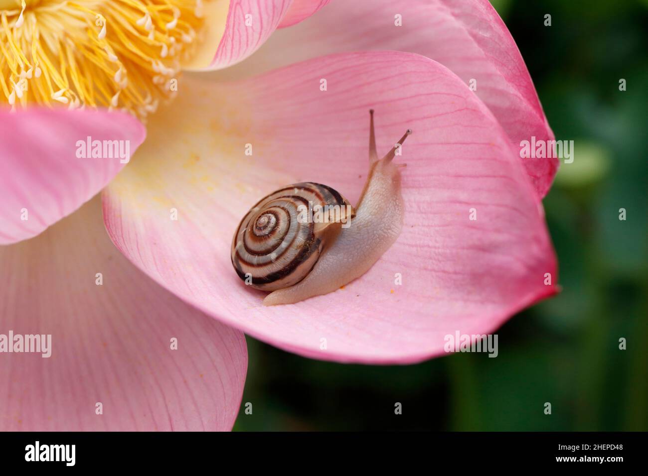 Snail bean hi-res stock photography and images - Alamy