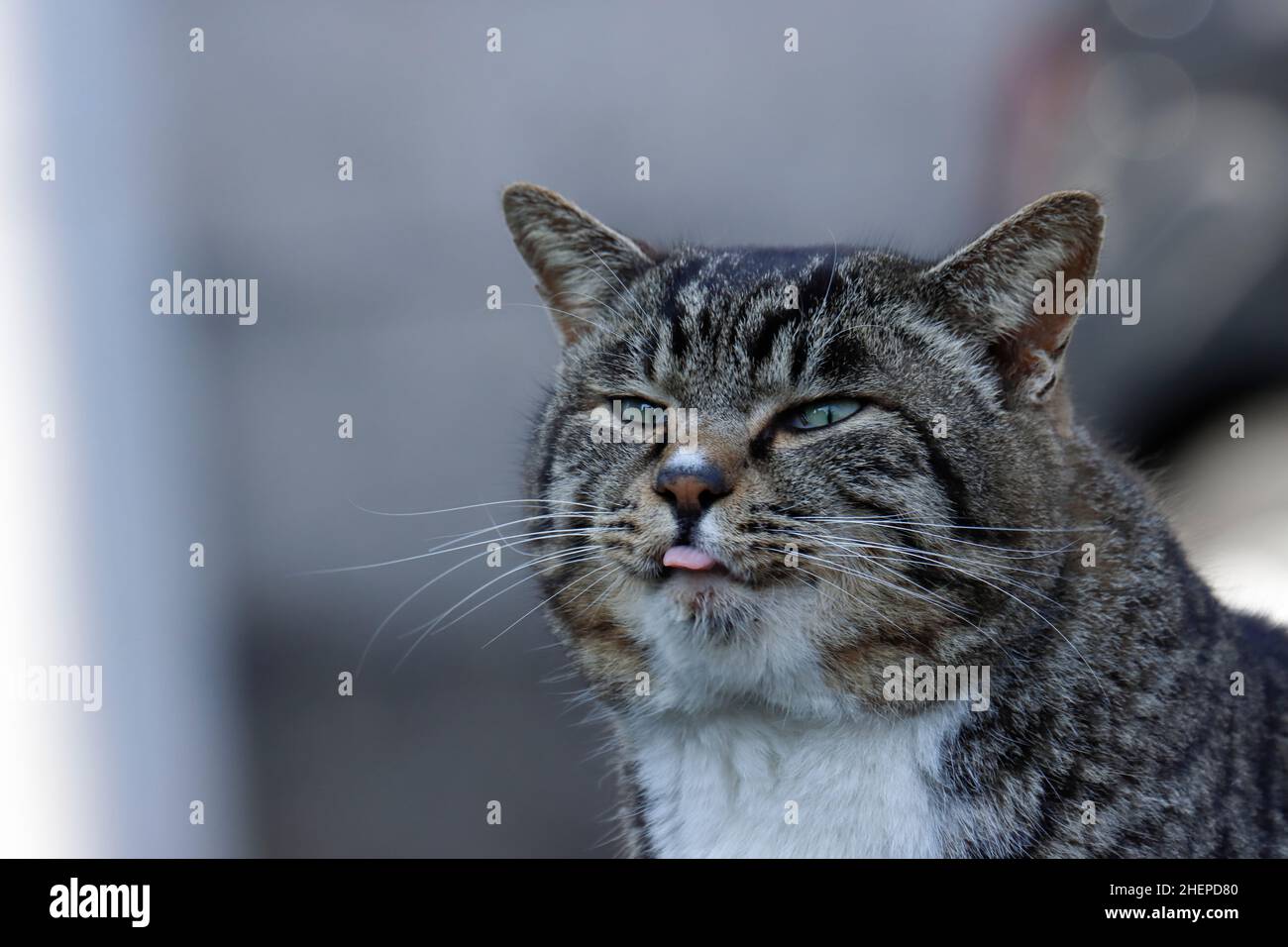 Fujisawa kanagawa not enoshima hi-res stock photography and images - Alamy