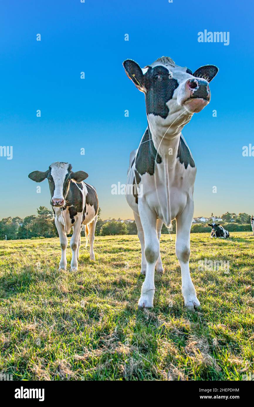 Holstein cows in sunset at a meadow with fresh grass Stock Photo - Alamy