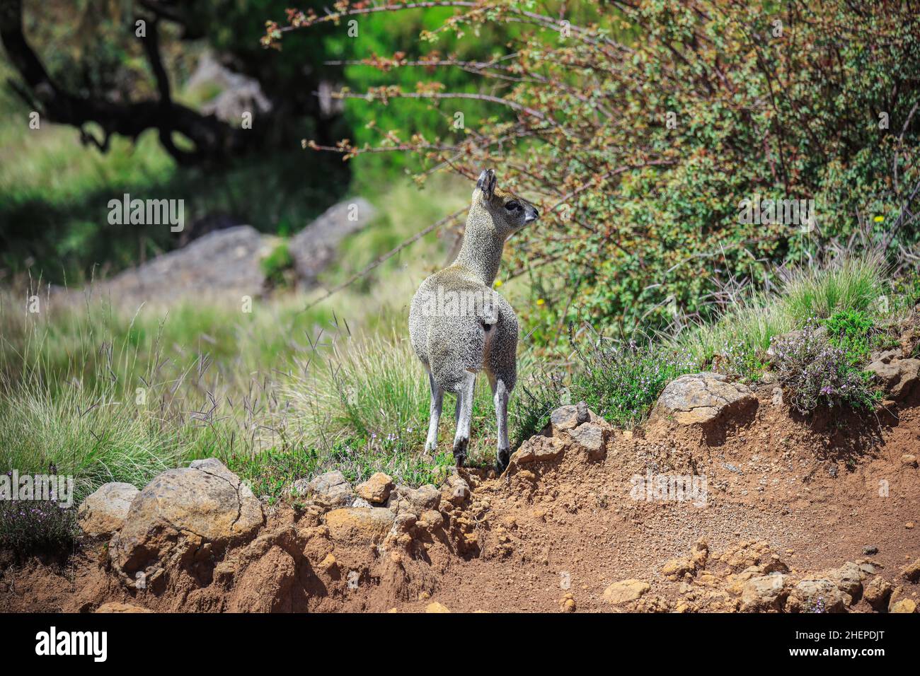 Cute and Small Antelope Klipspringer jumping on the Simien Mountains Stock Photo - Alamy