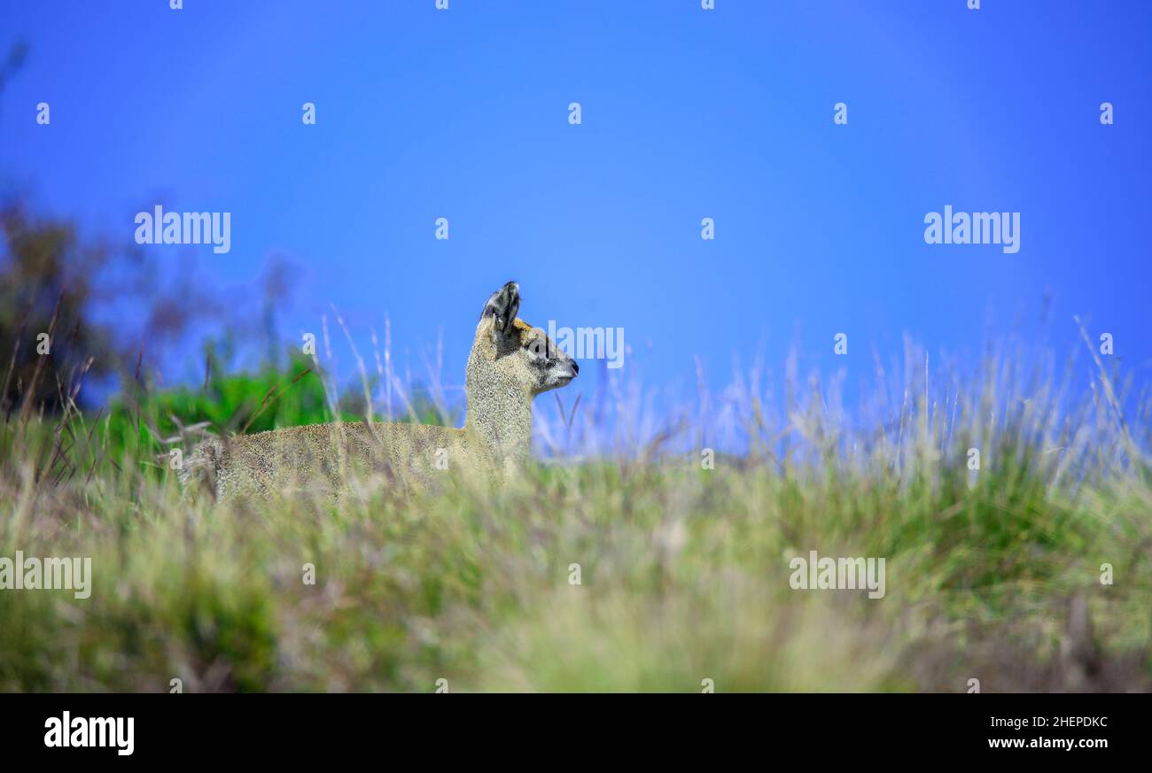 Cute and Small Antelope Klipspringer jumping on the Simien Mountains ...