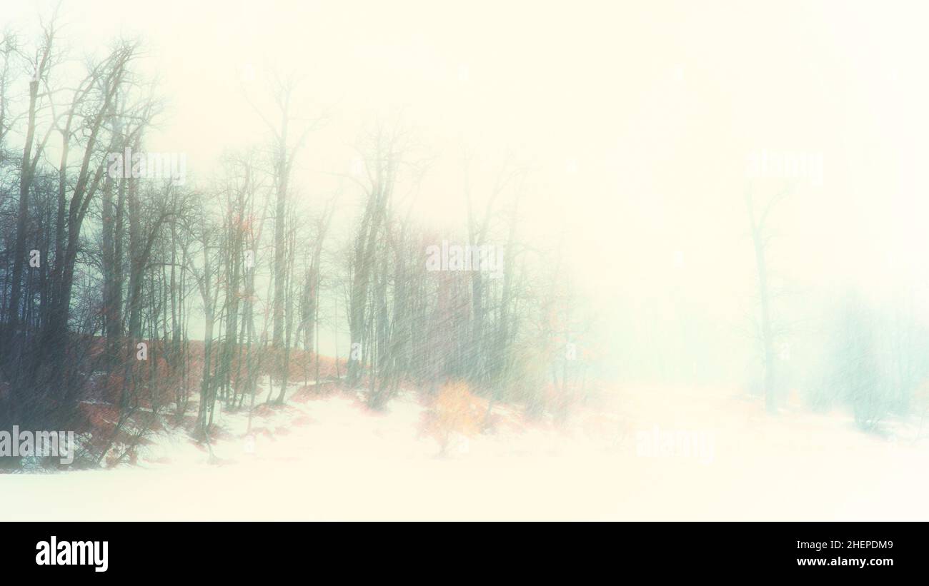 Forest oaks during winter season hi-res stock photography and images ...