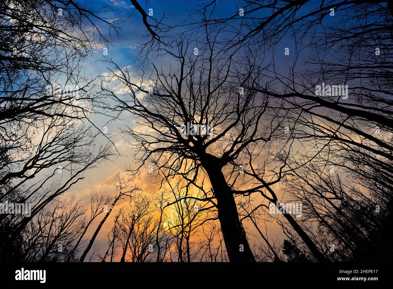 Twig crowns hi-res stock photography and images - Alamy