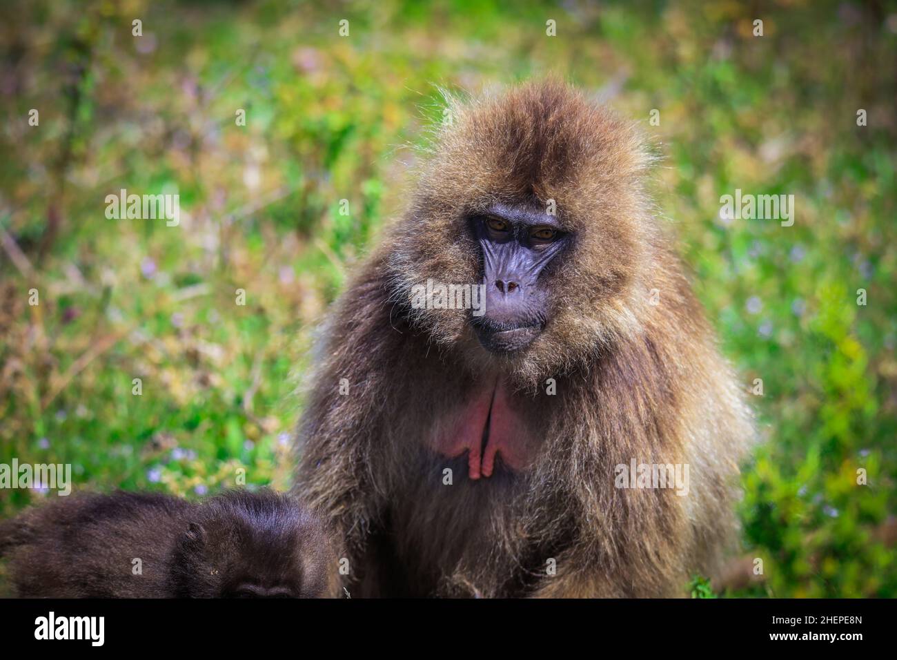 Close up portrait of Endemic Gelada Baboons, also called bleeding-heart ...