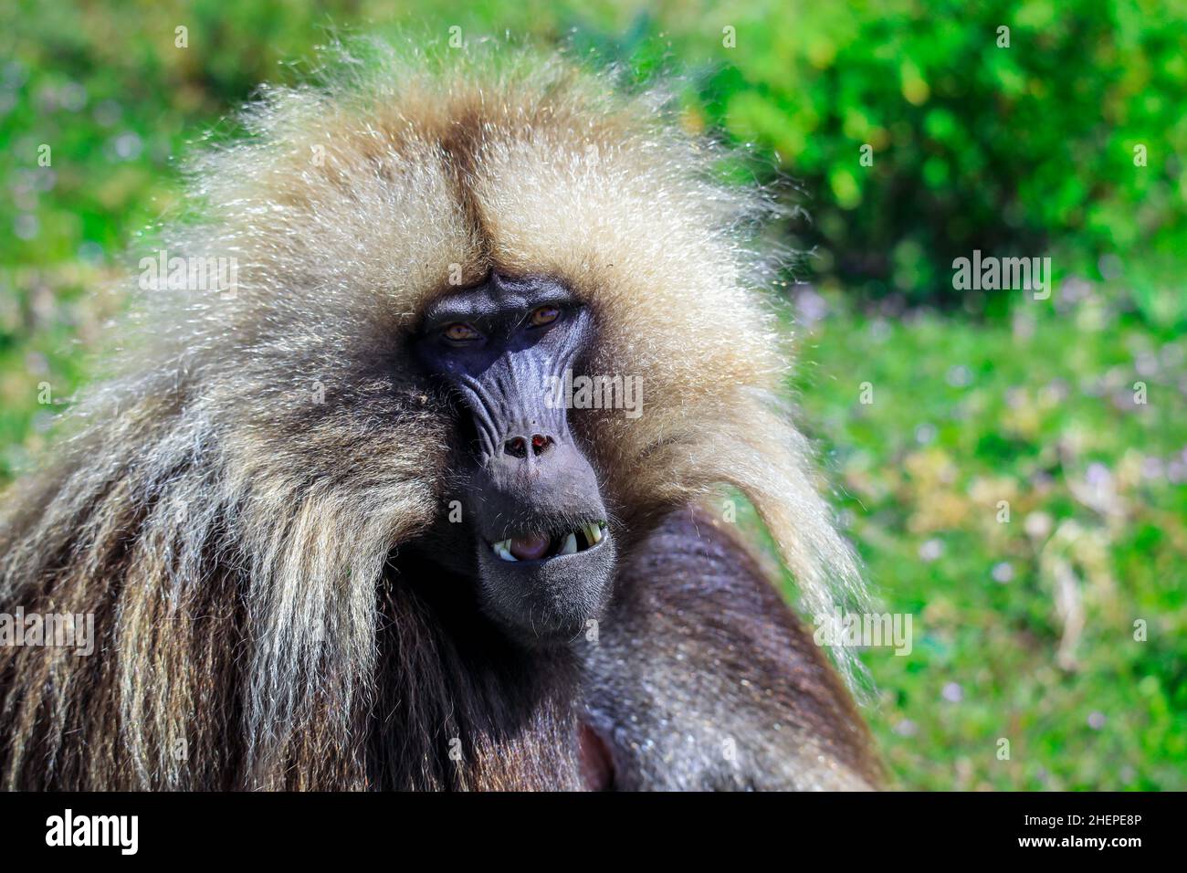 Close up portrait of Endemic Gelada Baboons, also called bleeding-heart ...