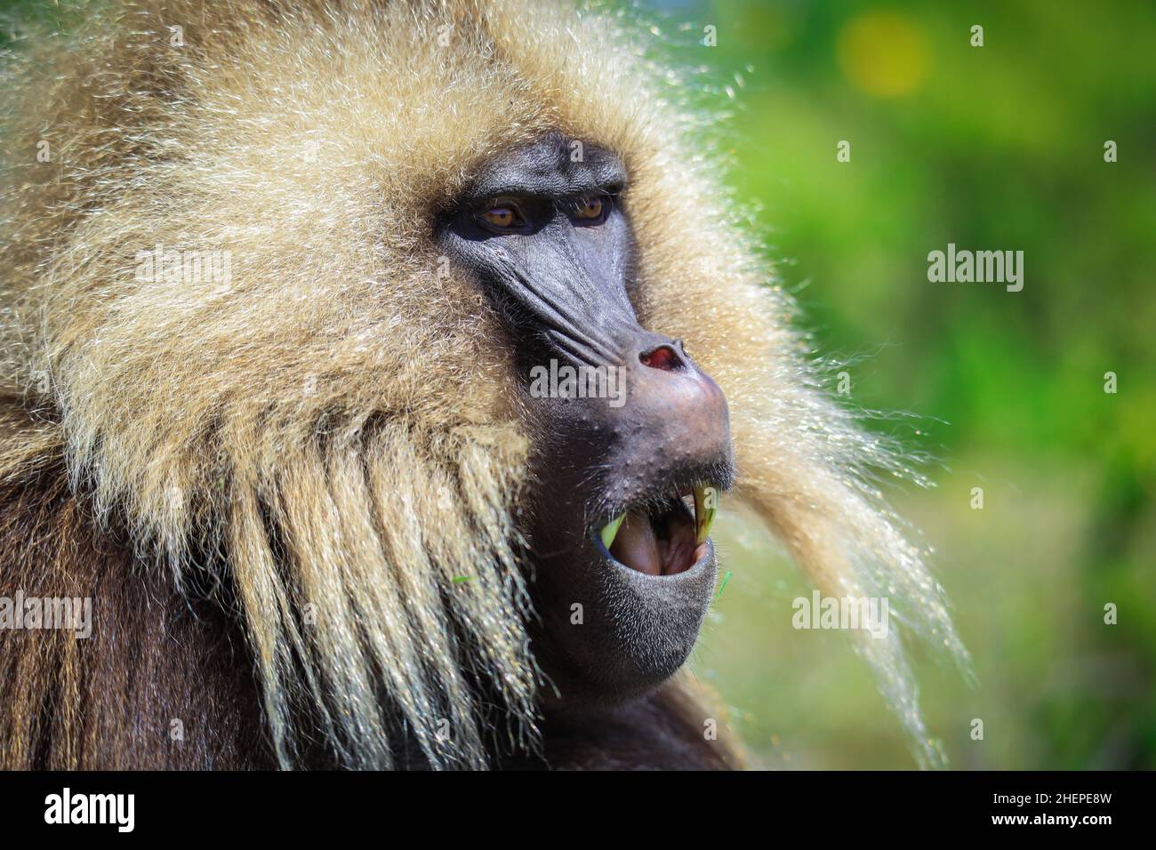 Close up portrait of Endemic Gelada Baboons, also called bleeding-heart ...