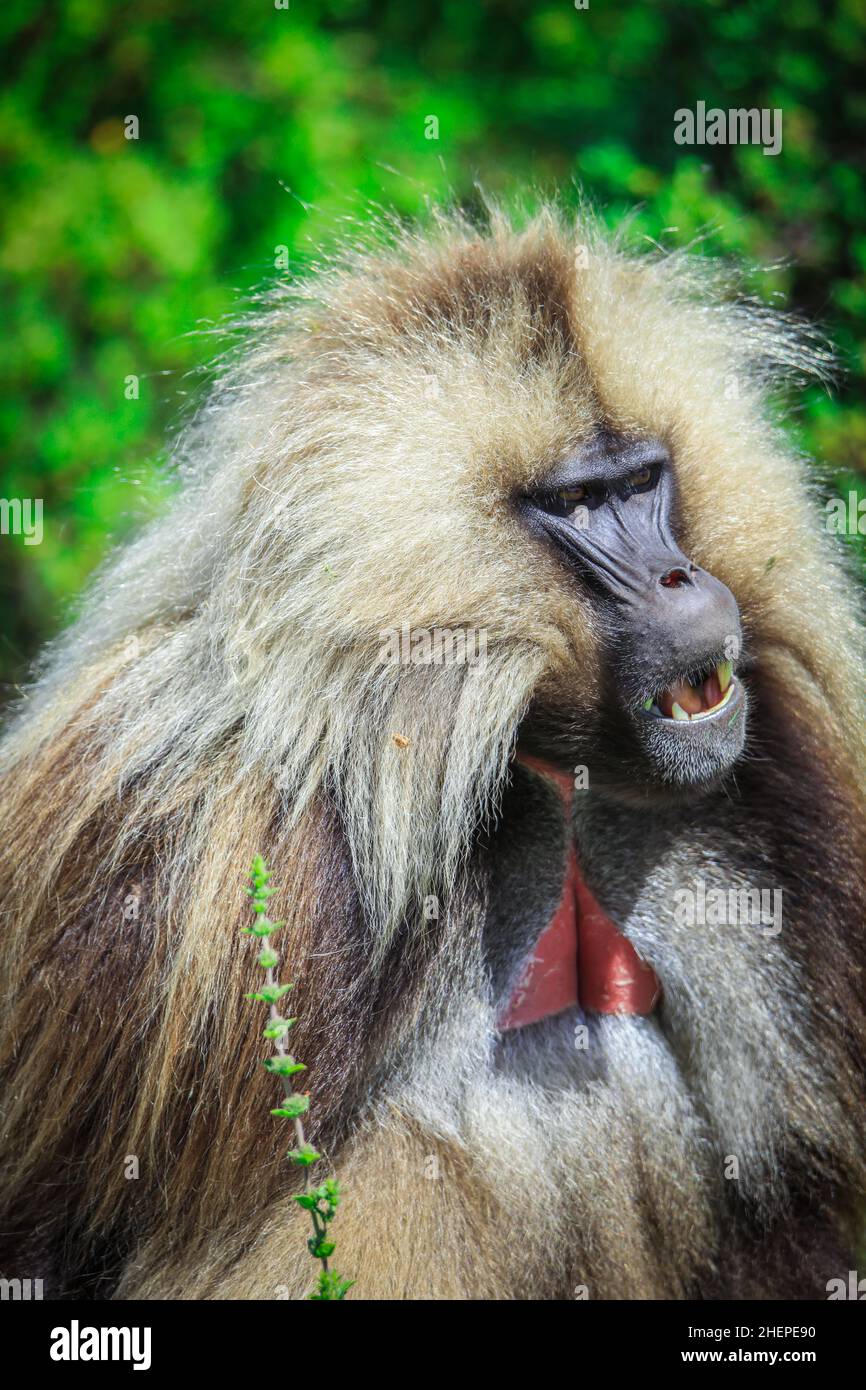 Close up portrait of Endemic Gelada Baboons, also called bleeding-heart ...