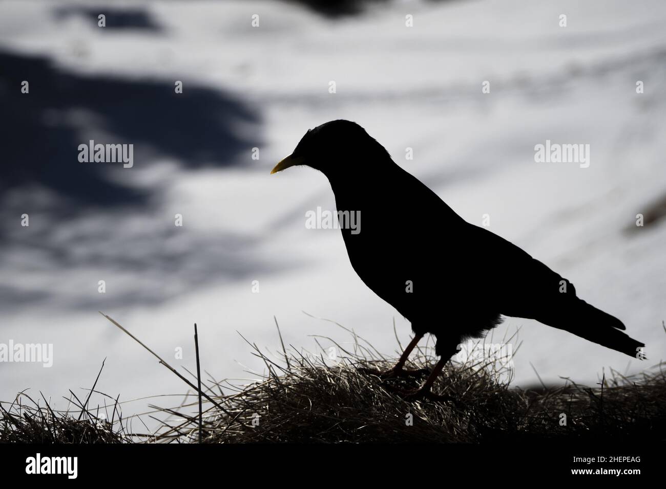 silhouette of dolomites raven crow croak black bird on white snow red ...