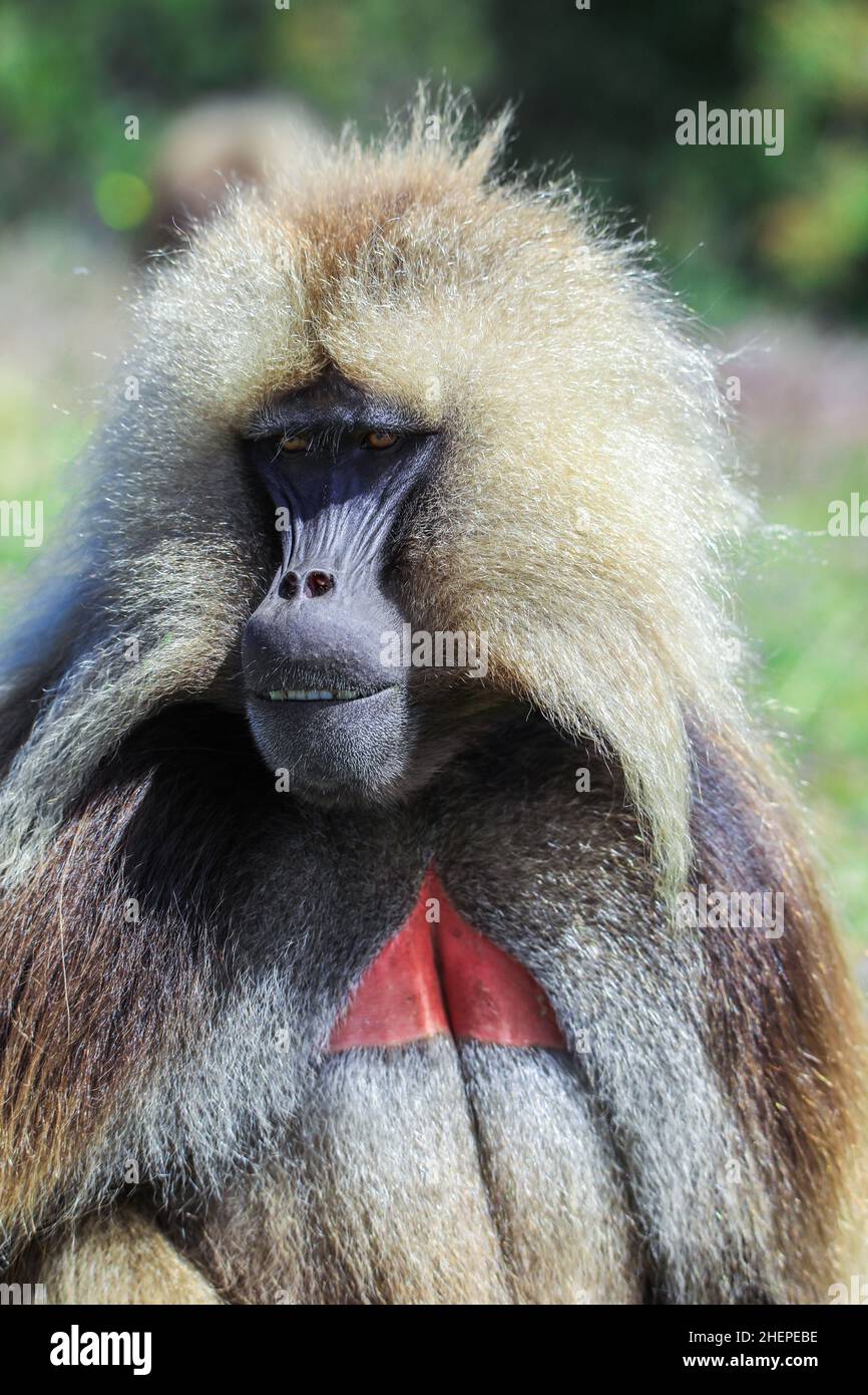 Close up portrait of Endemic Gelada Baboons, also called bleeding-heart ...