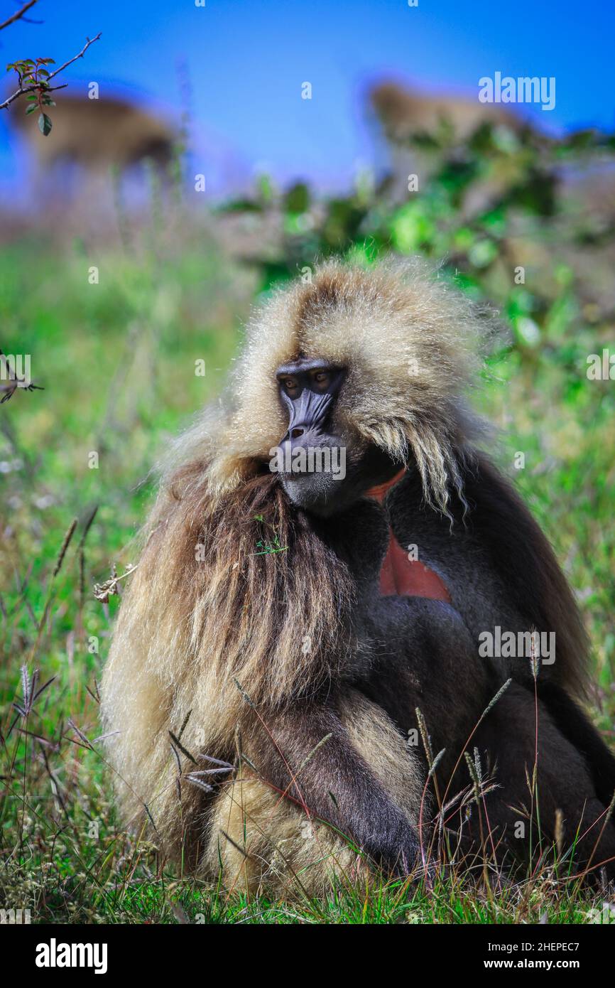 Large Group of Endemic Gelada Baboons, Simien Mountains Stock Photo - Alamy
