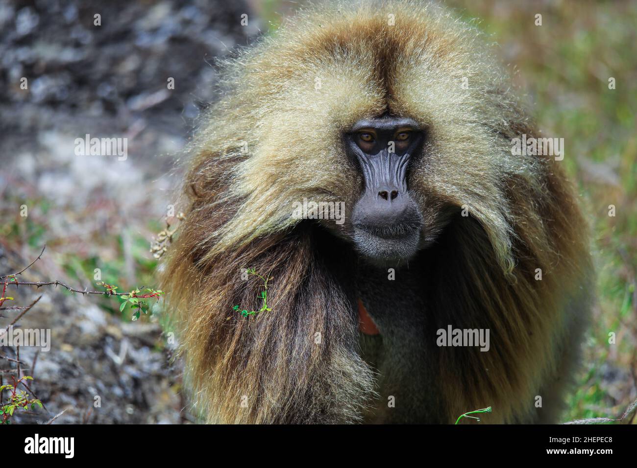 Close up portrait of Endemic Gelada Baboons, also called bleeding-heart ...