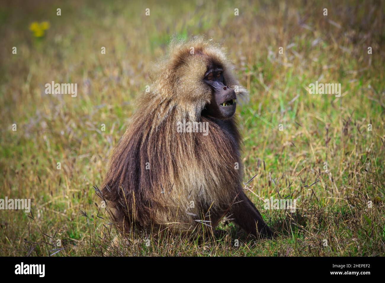 Close up portrait of Endemic Gelada Baboons, also called bleeding-heart ...