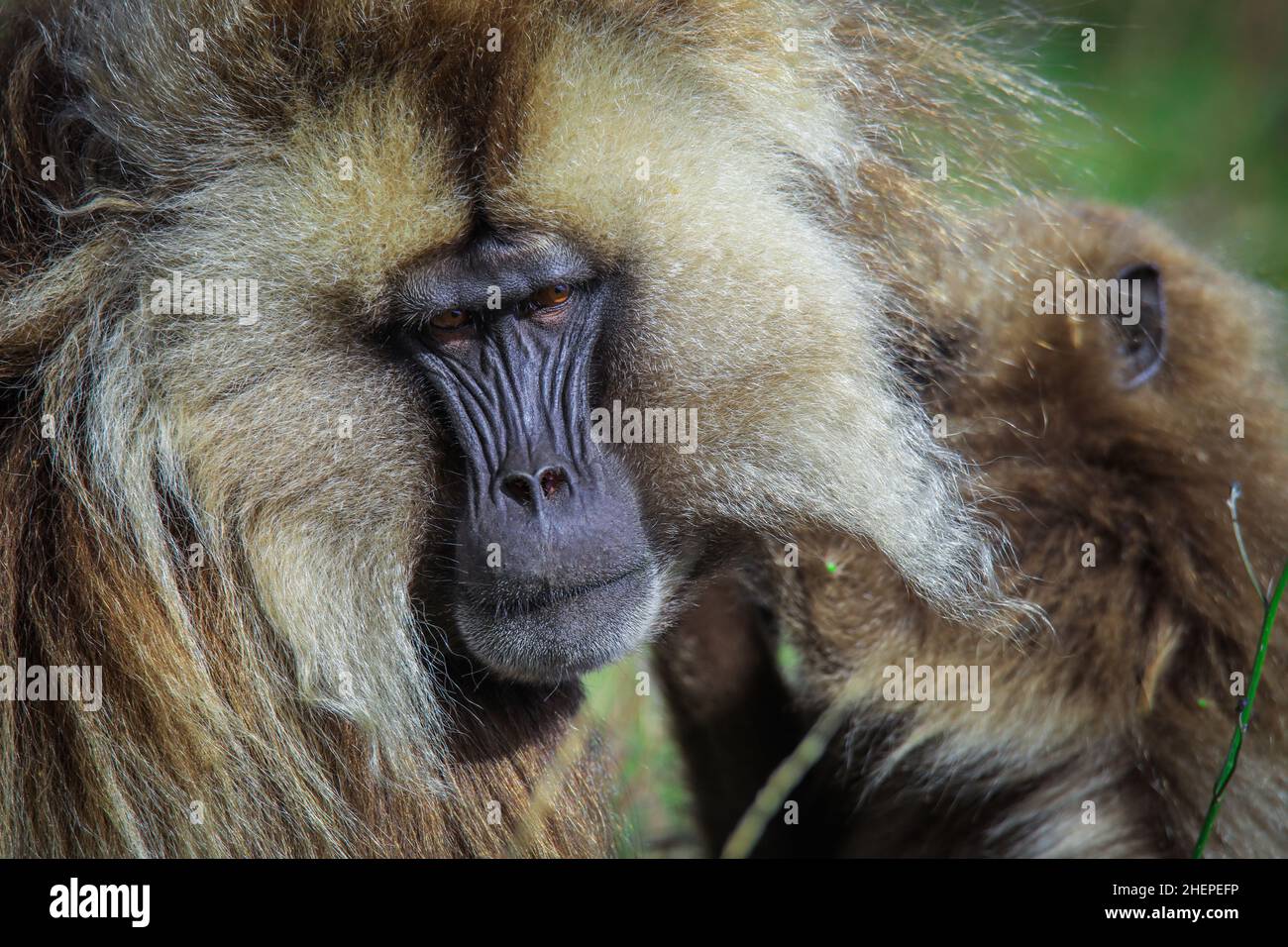 Close up portrait of Endemic Gelada Baboons, also called bleeding-heart ...