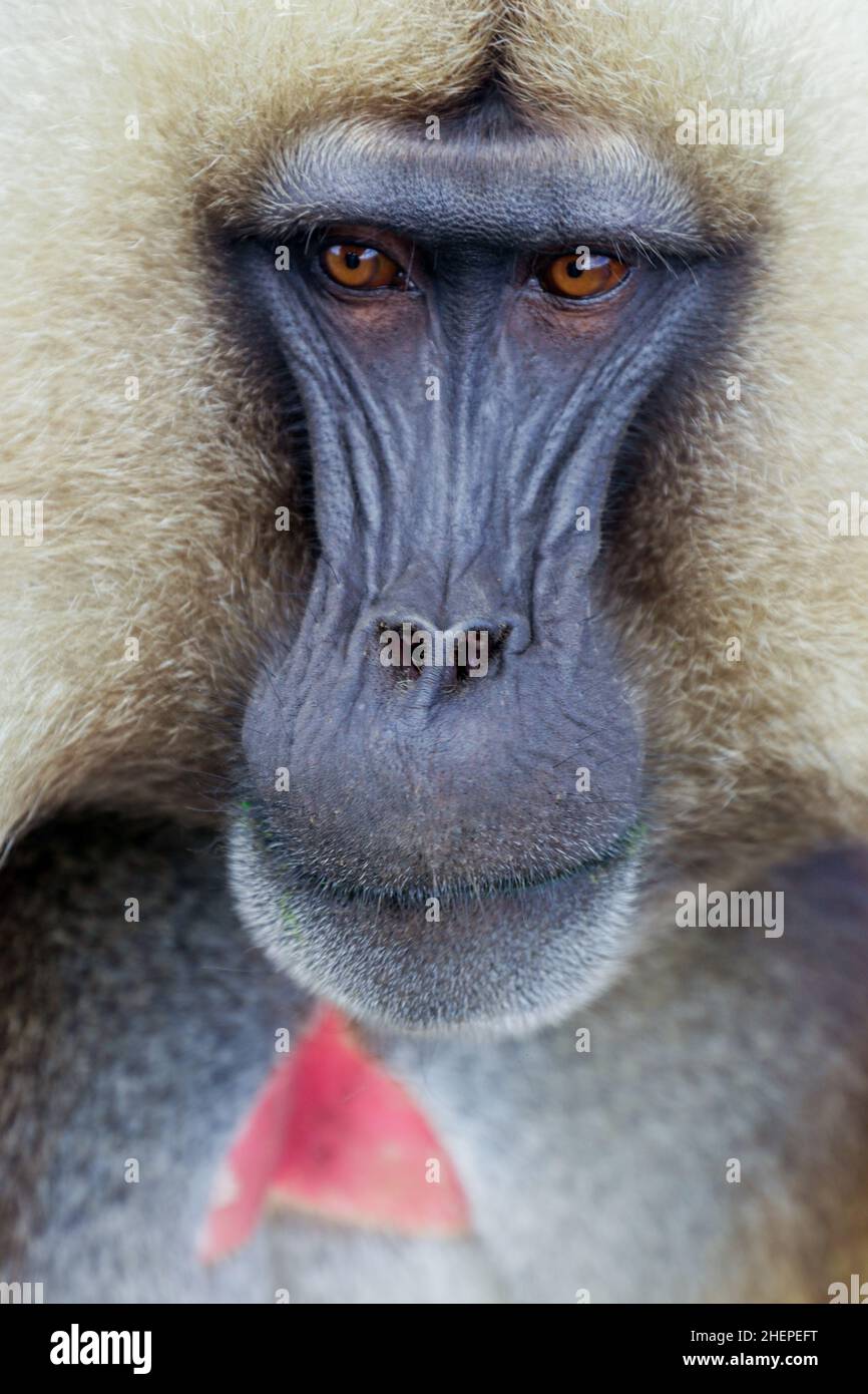 Close up portrait of Endemic Gelada Baboons, also called bleeding-heart ...