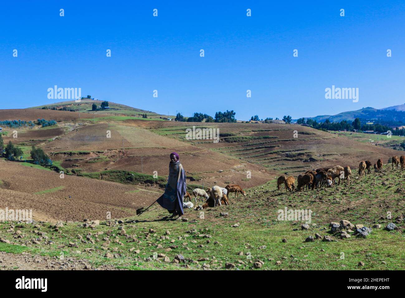 Poor Shepherd grazing the goats in the Green Valley of Simien Mountains ...