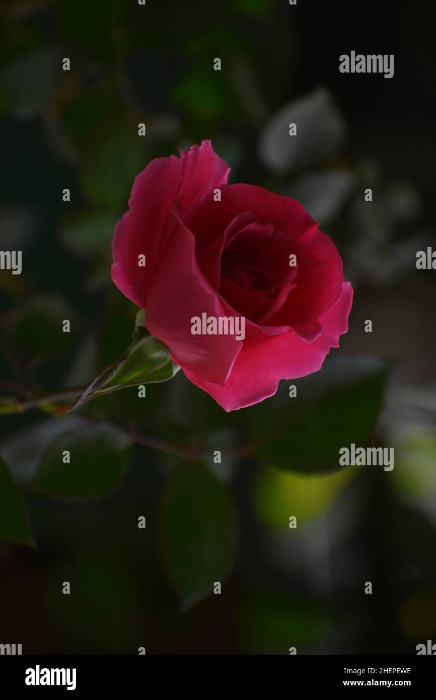 Rose flower photo Stock Photo - Alamy