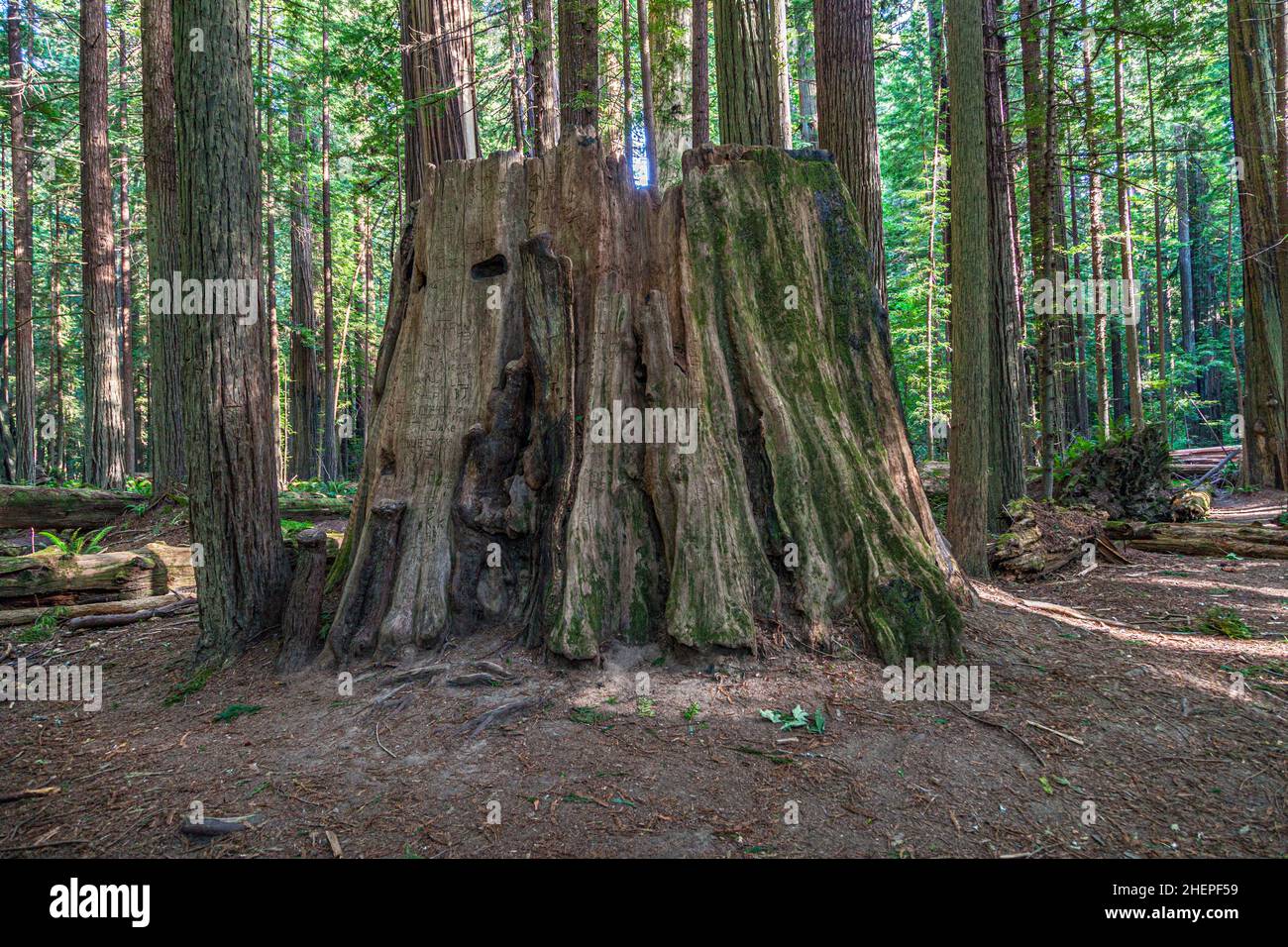 old dead stump of trees in the forest Stock Photo - Alamy
