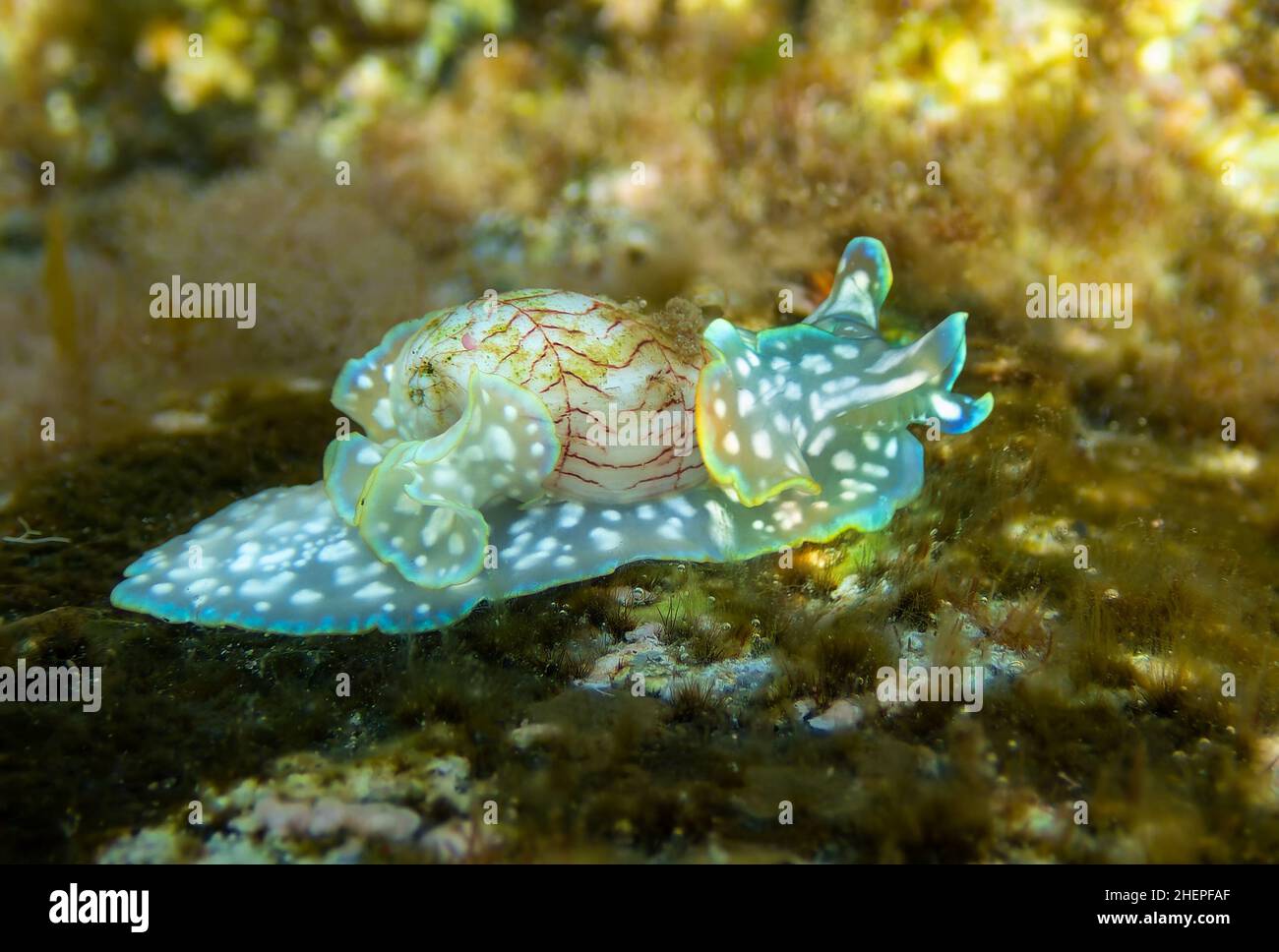 Close-up view of the sea snail Miniature Melo (Micromelo undatus) in ...