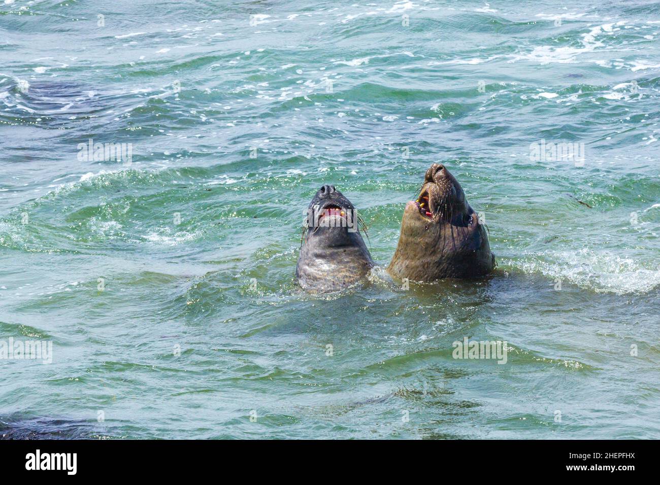 Sealion fighting hi-res stock photography and images - Alamy