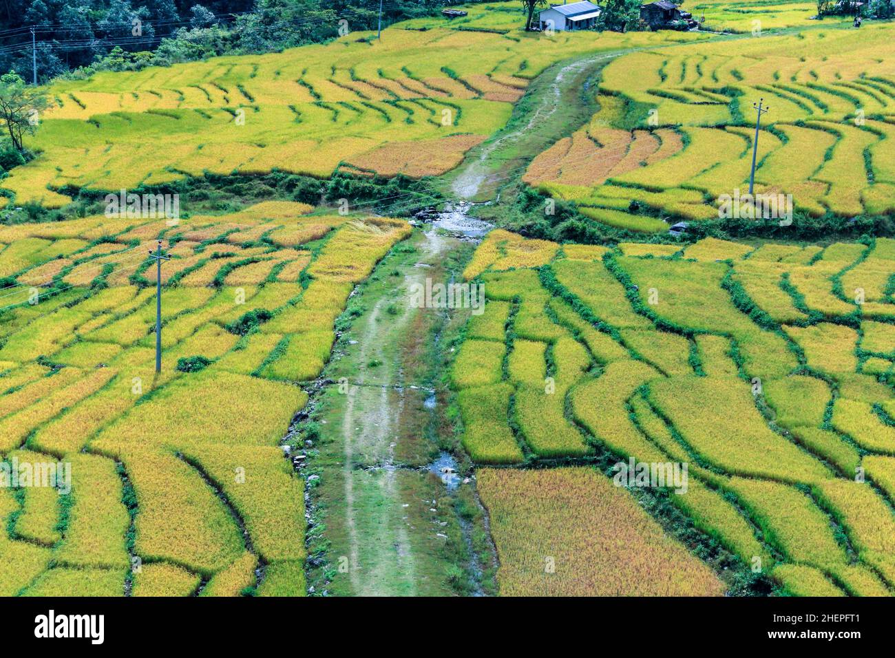 corn grows at the rice fields organized in terracces Stock Photo - Alamy