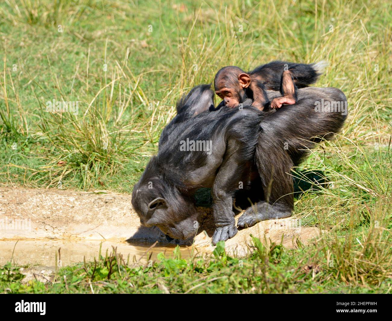 Chimpanzee baby on back hi-res stock photography and images - Alamy