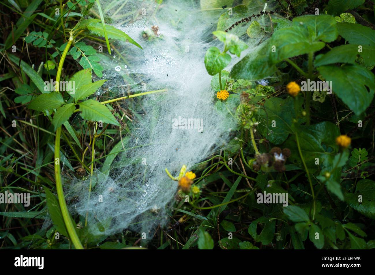 A close-up shot of dense spider web spreading on the grass in the ...