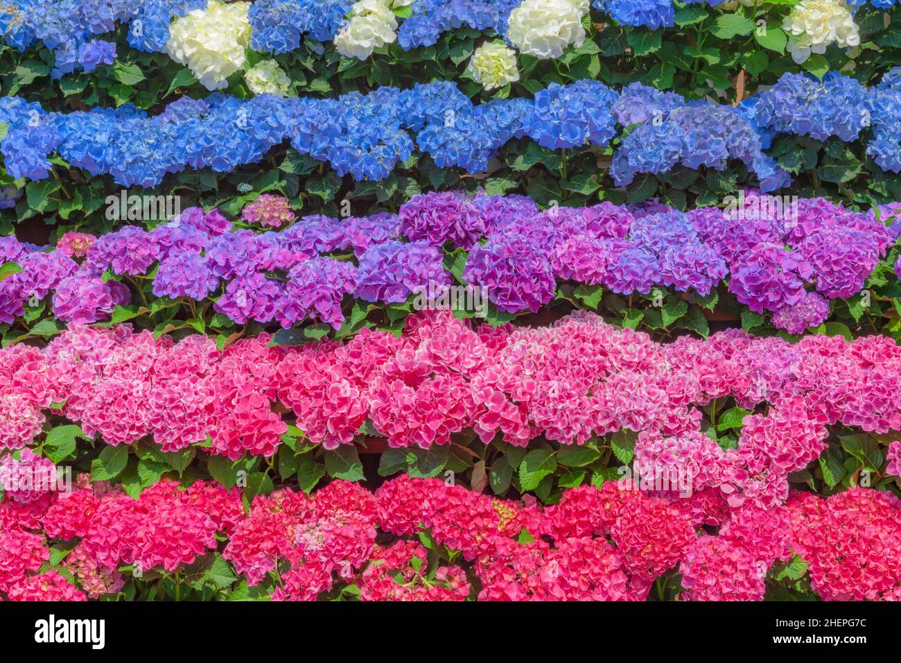 Hydrangea Flowers Blooming At Hakusan Shrine Stock Photo - Alamy