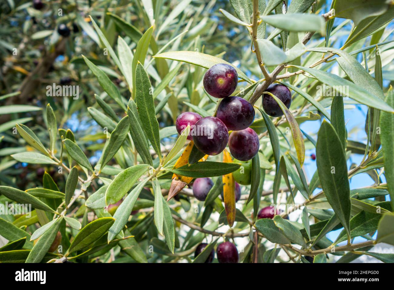 Organic olive three close-up view. Detail of leaves and fruits Stock ...