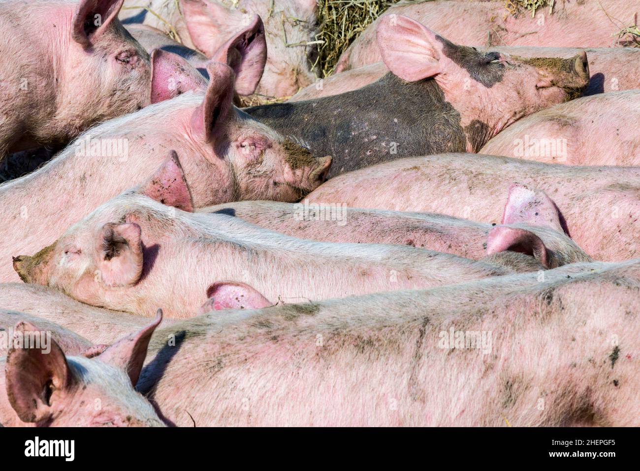 Bio pigs hi-res stock photography and images - Alamy