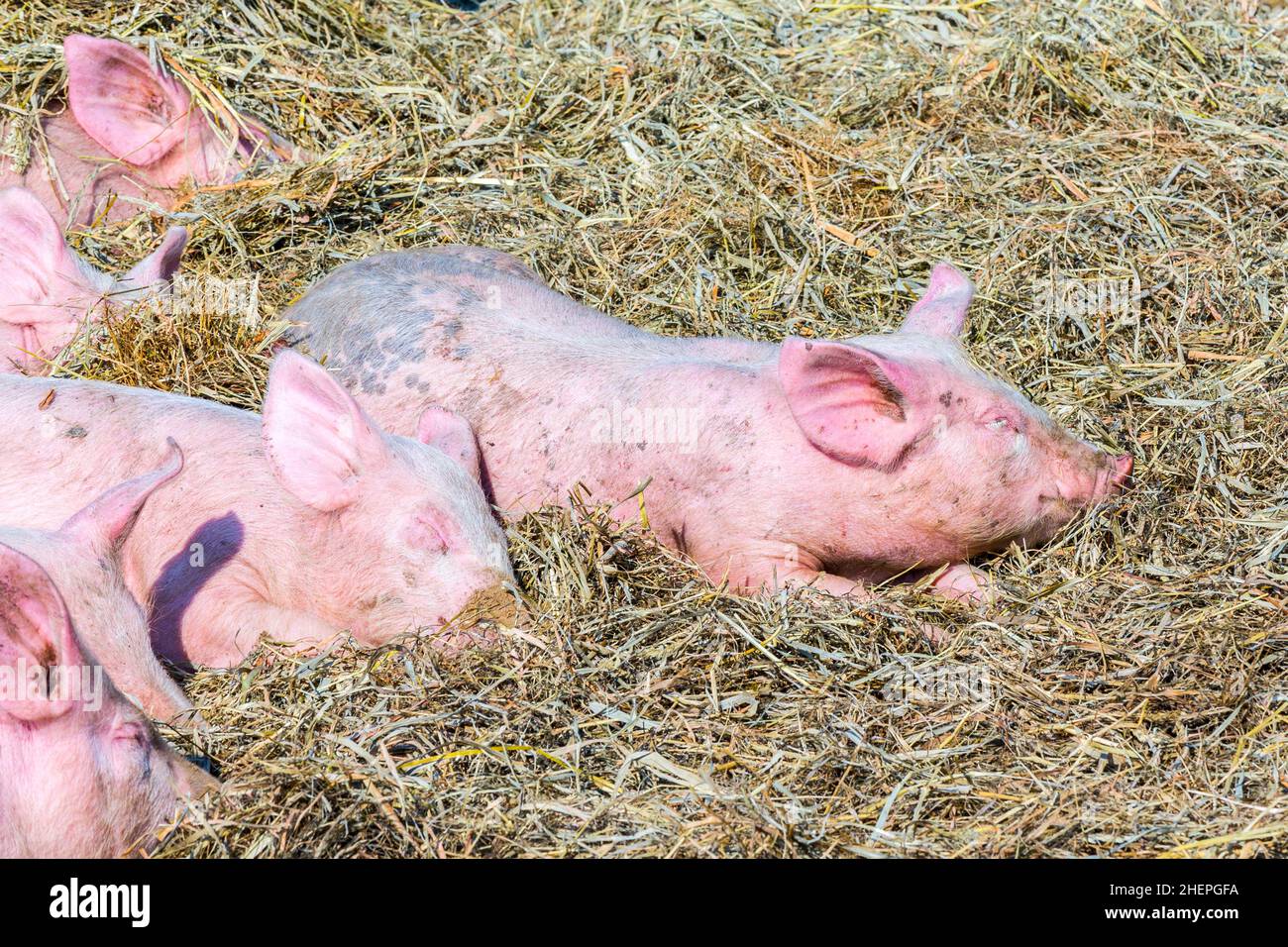 flock of pigs in a bio farm in Usedom Stock Photo - Alamy