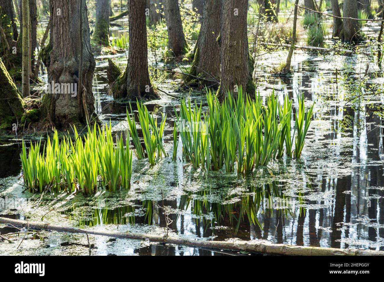 Amber spas hi-res stock photography and images - Alamy