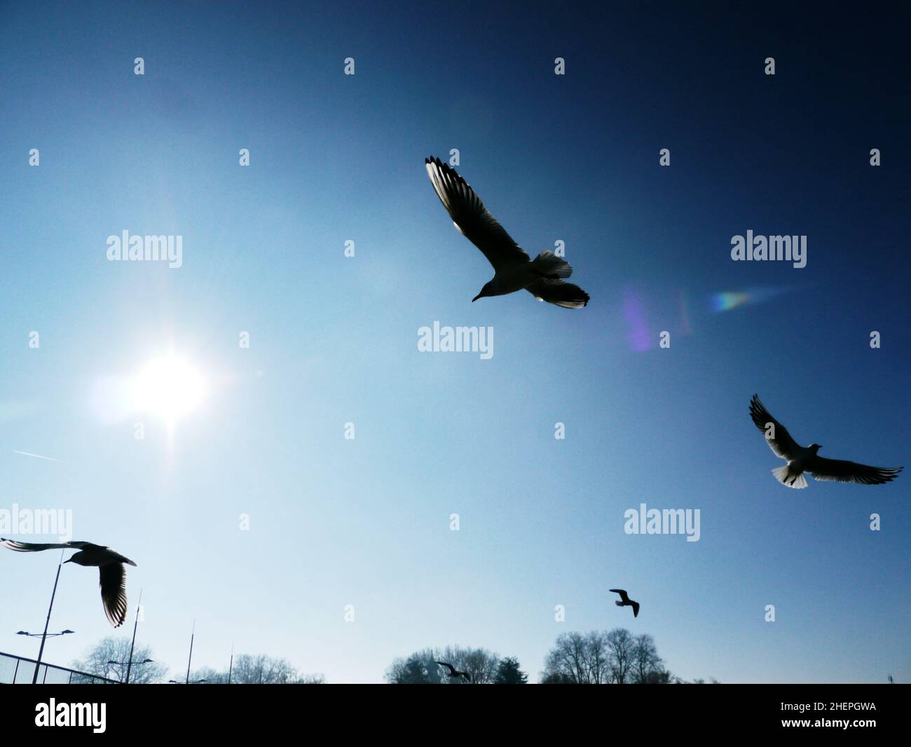 Flying sea gulls hi-res stock photography and images - Alamy