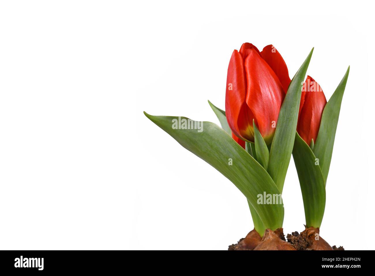 Red blooming tulip flowers on side of white background with copy space ...