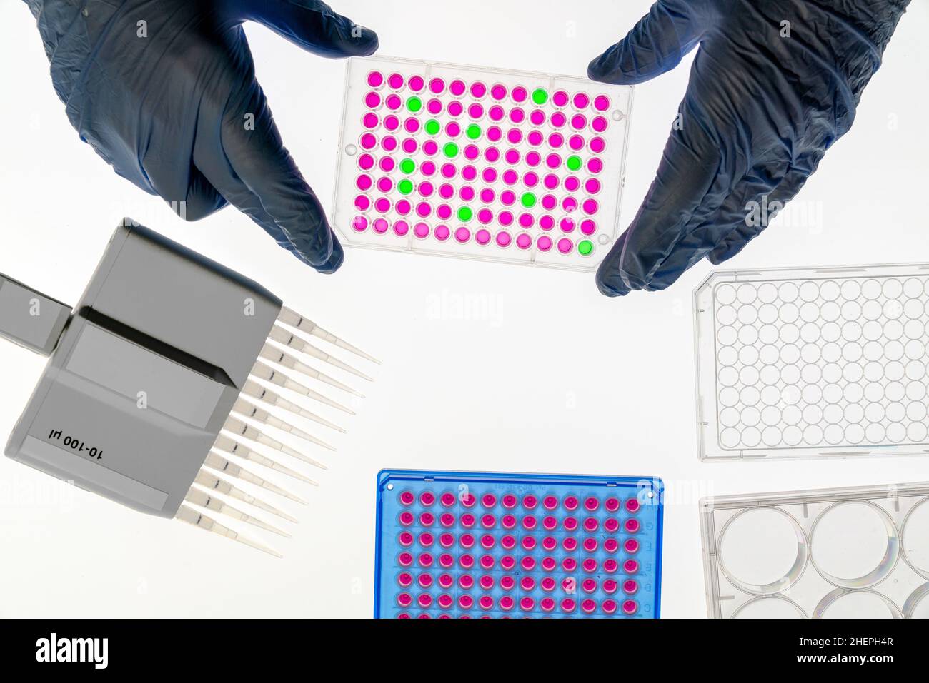 Enzyme-linked immunosorbent assay (ELISA) 96 well micro plate ...