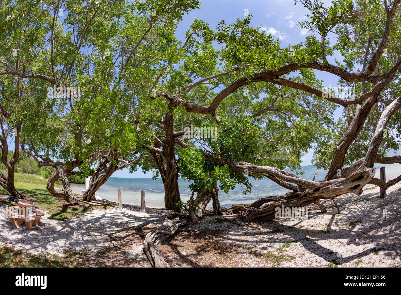 Seven mile bridge tree hi-res stock photography and images - Alamy
