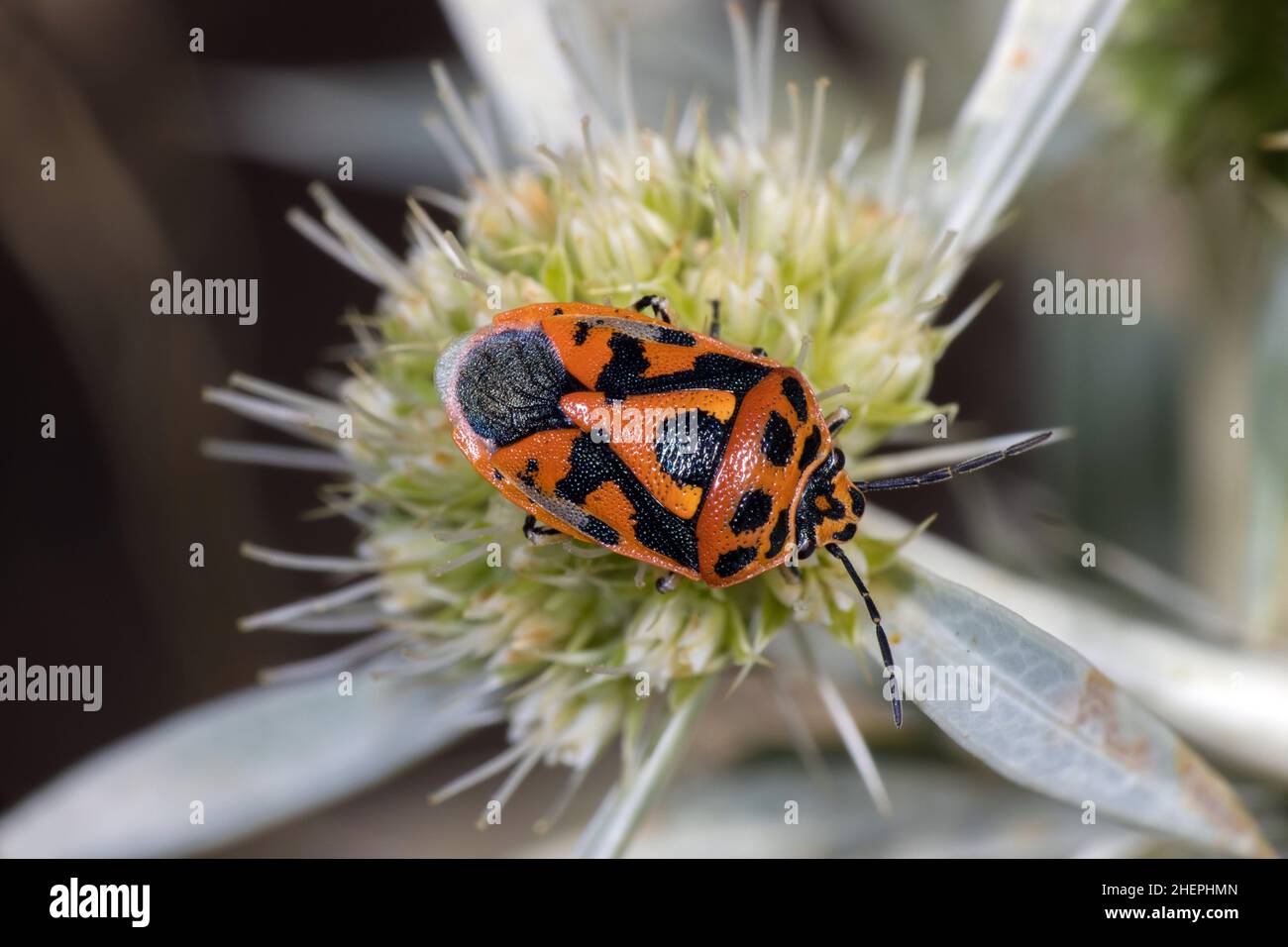 shield bug (Eurydema dominula, Eurydema dominulus), on an inflorescence ...
