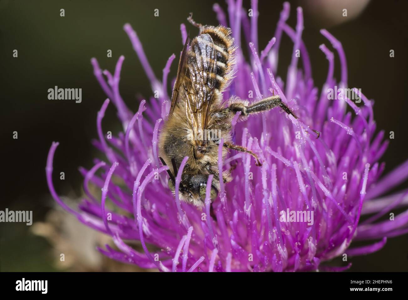 woodborer bee (Lithurgus chrysurus), sits on a knapweed flower, Germany ...