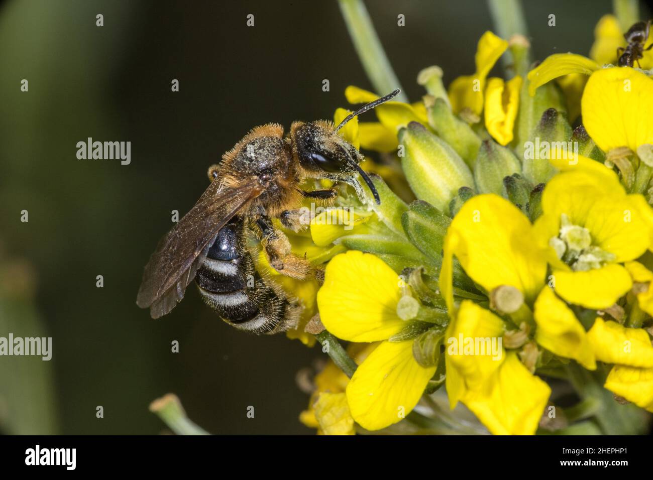 Orange bee hi-res stock photography and images - Alamy