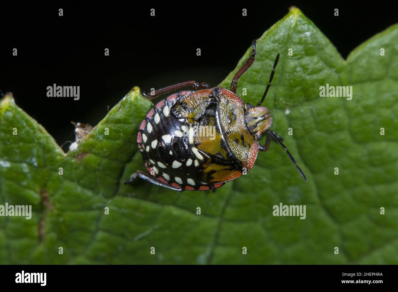 Southern green stink bug, Southern green shield bug, Green vegetable ...