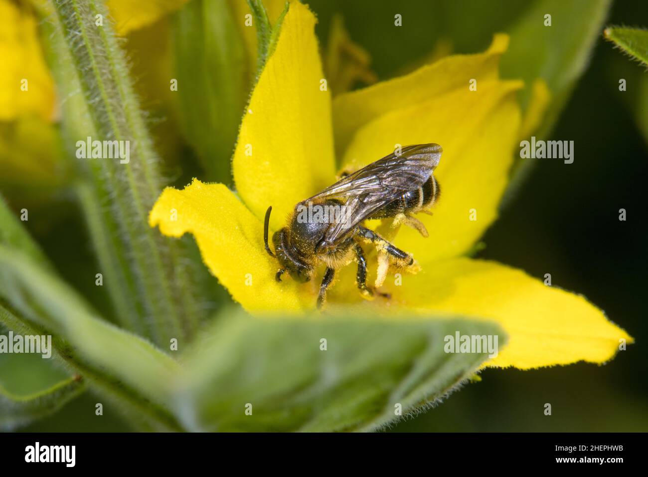 wild bee (Macropis fulvipes), collecting pollen at lysimachia, Germany ...