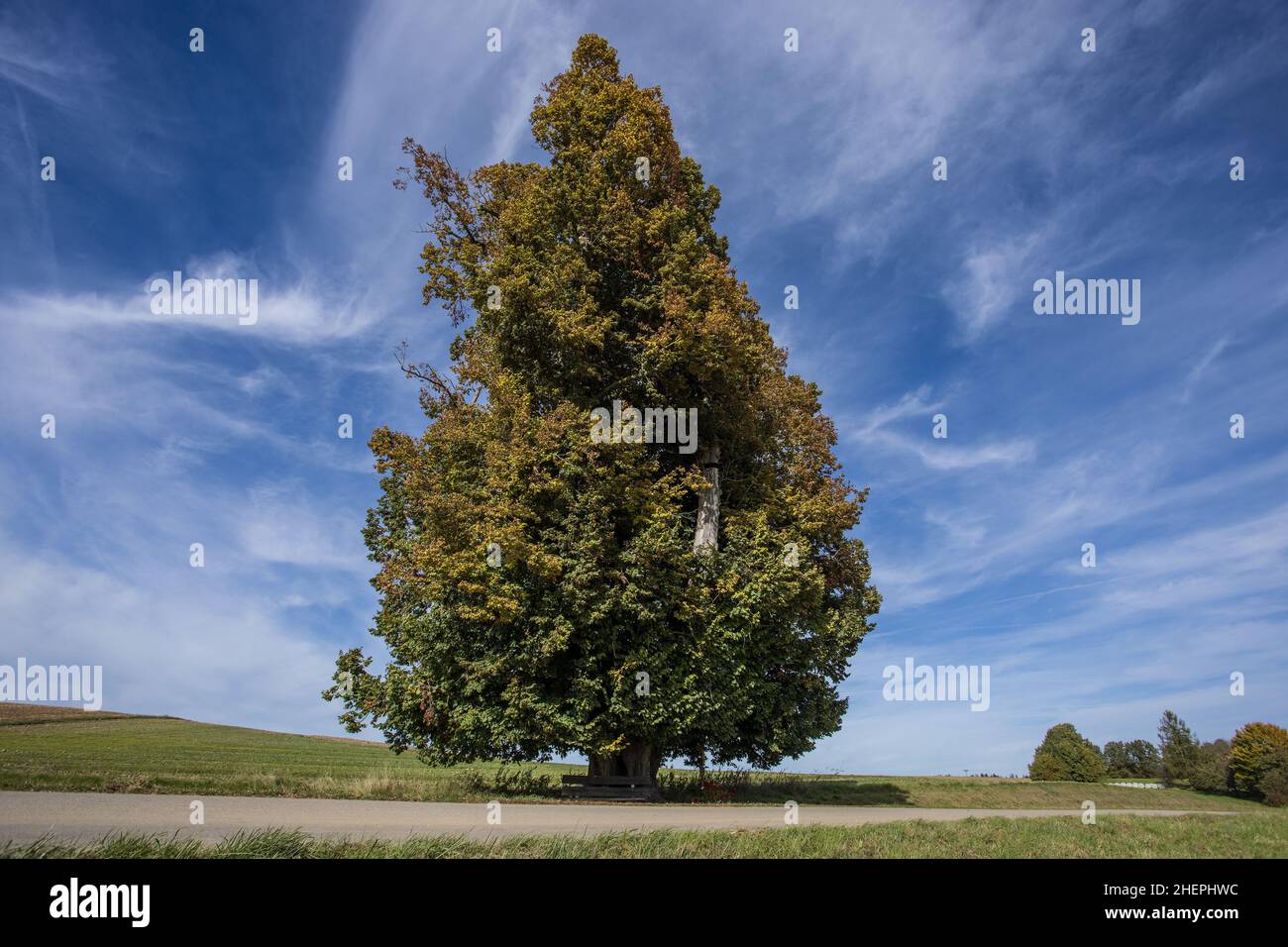 large-leaved lime, lime tree (Tilia platyphyllos), 600 year old lime ...
