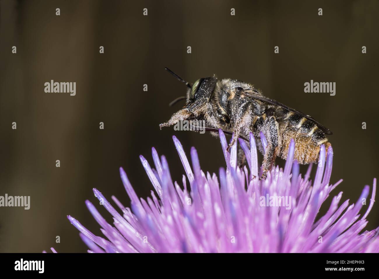 woodborer bee (Lithurgus chrysurus), sits on a knapweed flower, Germany ...