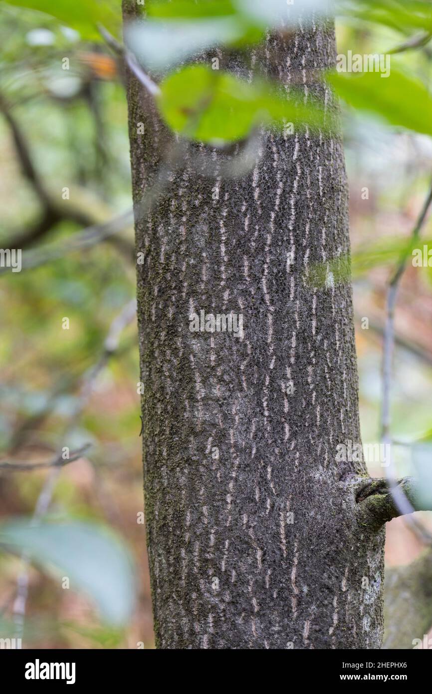 alder buckthorn, glossy buckthorn (Frangula alnus, Rhamnus frangula ...