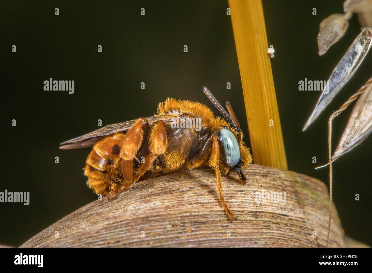 European Yellow Loosestrife-Cuckoo, Eurasian Macropis Cuckoo Bee ...